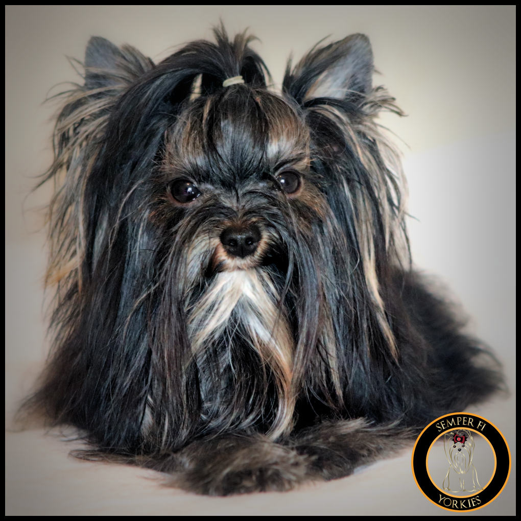 Semper Fi Yorkies | Quality AKC Yorkies in Oklahoma