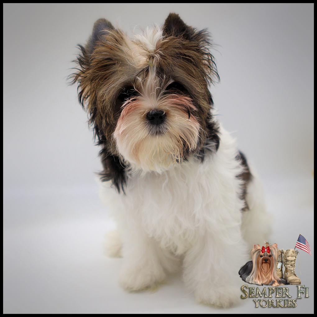 Ivory | Semper Fi Yorkies Parti Yorkies