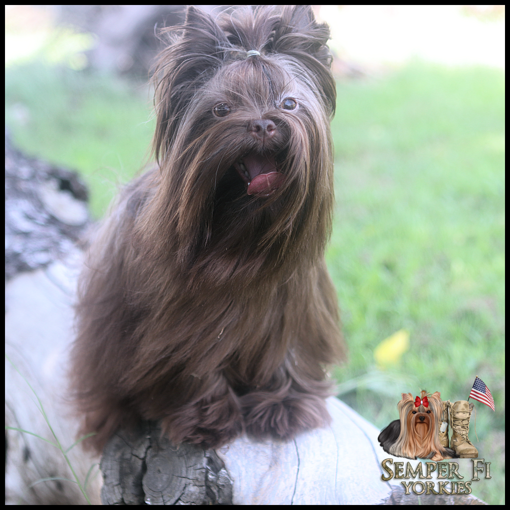 Katie | Semper Fi Yorkies Dark Chocolate Yorkies