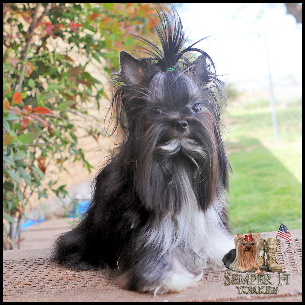 Boomer | Semper Fi Yorkies