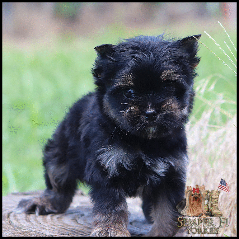 Semper Fi Yorkies | Quality AKC Yorkies in Oklahoma