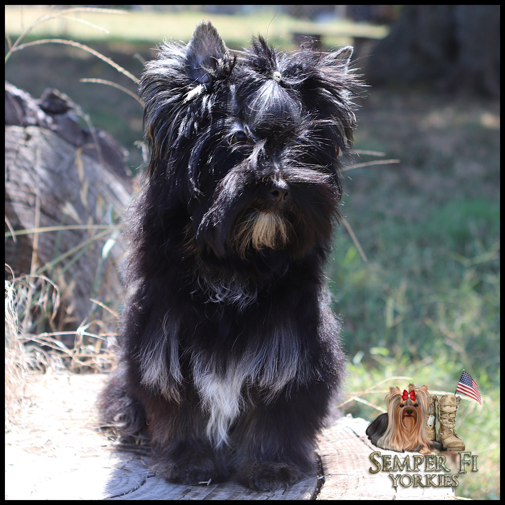 Aberdeen | Semper Fi Yorkies